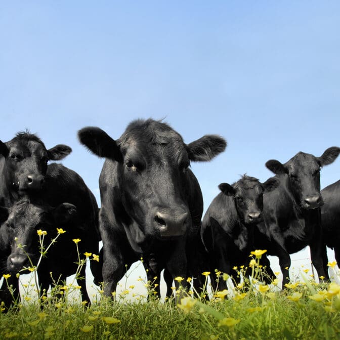 Bulk Ruminant Stockfeeds